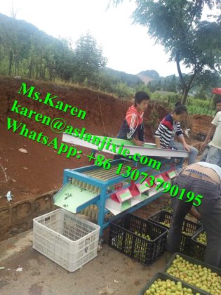 small size fruits nuts grading machine / cherry tomato sizer machine ...