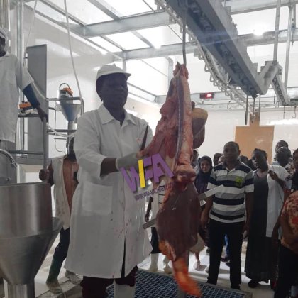 Professional Automatic Beef Processing Kill Floor Equipment Cattle ...