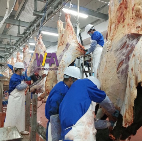 Efficient Slaughter Bovine Cattle Chest Open Saw For Cattle ...