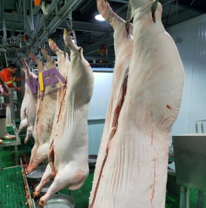 Hog Slaughterhouse Complete Pork Processing Line Abattoir Equipment For ...