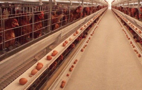 9LCDd-3150 H-type Multi-tier Layer Coop in Beijing, China