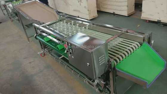 Olive sorting machine walnut sorting machine dates sorting machine in ... Olive sorting machine walnut sorting machine dates sorting machine in ...