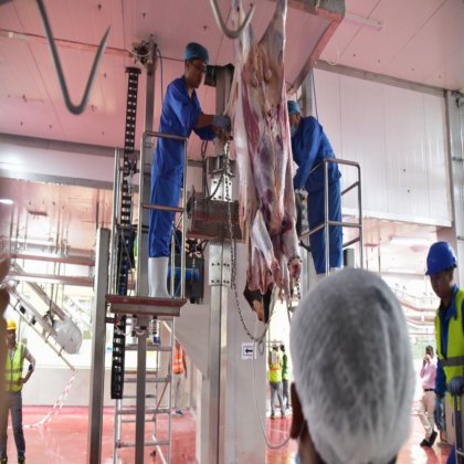 Bull Slaughterhouse Equipment For Bull Abattoir Butcher Machinery in ...