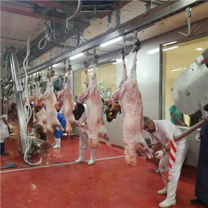 Hajj Abattoir Mutton Slaughterhouse With Lamb Butcher Meat Process ...