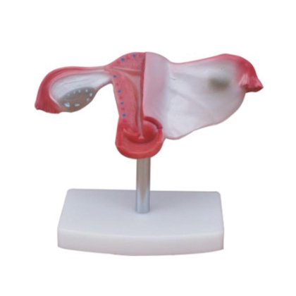 LTM421A Natural Uterus Model in Guangzhou, China