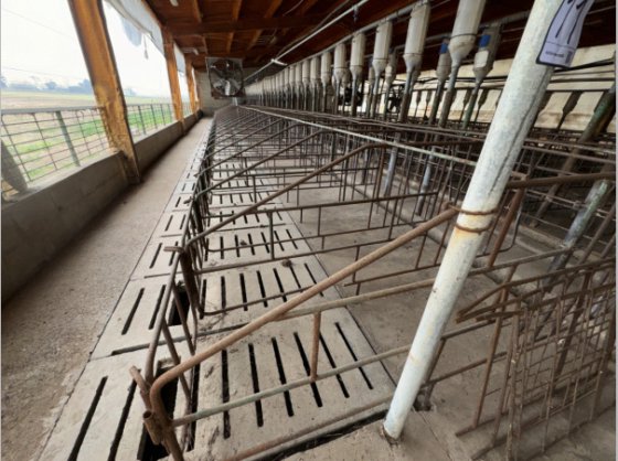 32-place iron gestation cages in Buenos Aires, Argentina