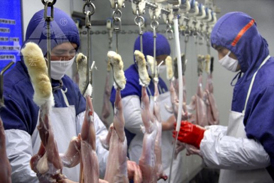 abattoir equipment slaughterhouse for rabbit slaughterhouse line plant ...