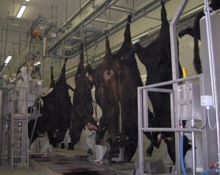 abattoir equipments cattle hide puller dehider machine in Nanjing ...