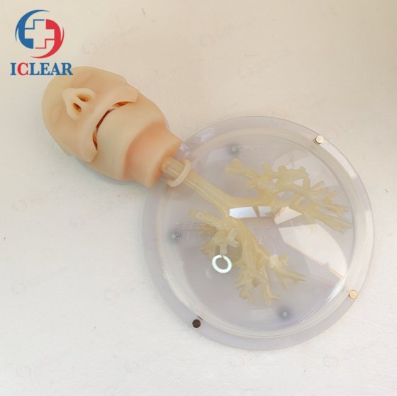 Bronchoscopy training model 6-level branch Bronchus model Soft and ...