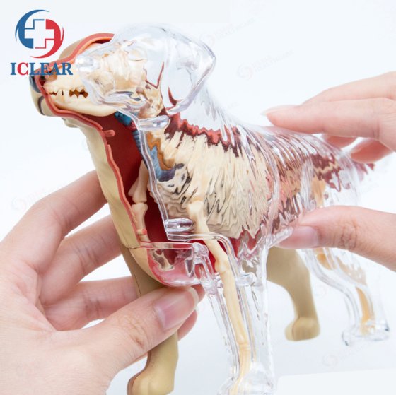 Imported PVC Dog Anatomical Models of Animals for Medical Teaching in ...