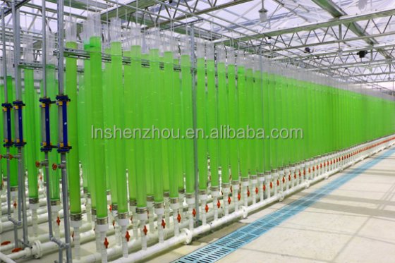 Algae cultivation pipeline photobioreactor in Liaoning, China