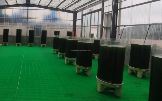 Algae cultivation pipeline photobioreactor in Liaoning, China