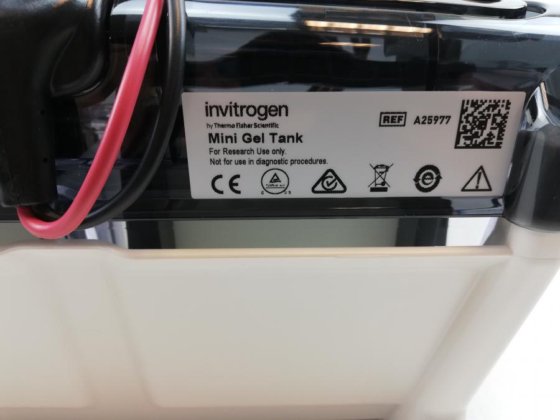 Thermo Scientific Mini Gel Tank A25977 in Waddinxveen, Netherlands