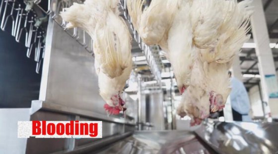 VietNam poultry broiler chicken container full automatic complete ...