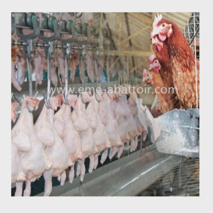 Flow Automatic Poultry Abattoir Equipment Bleeding And Plucking ...