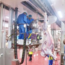 Used Cow Beef Carcass Splitting Saw Machine for sale. Top quality ...