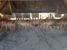 New & Used Wildcat Compost for sale. Wildcat equipment & more | Machinio